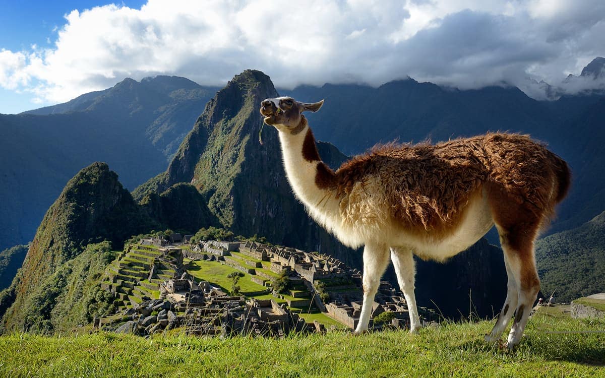 Llamas in Perú - Traveland Peru
